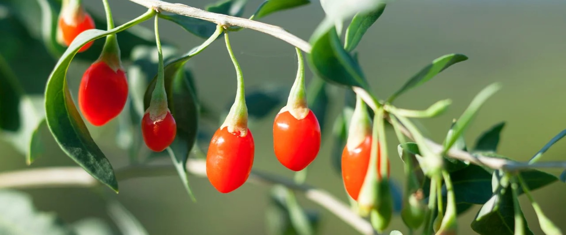 Discover the Heart-Healthy Benefits of Red Wolf Berry